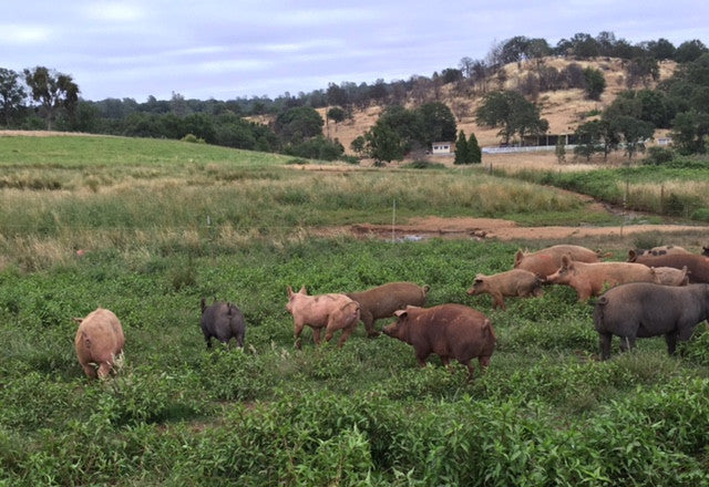 Healthy Environment = Healthy Animals – Family Friendly Farms