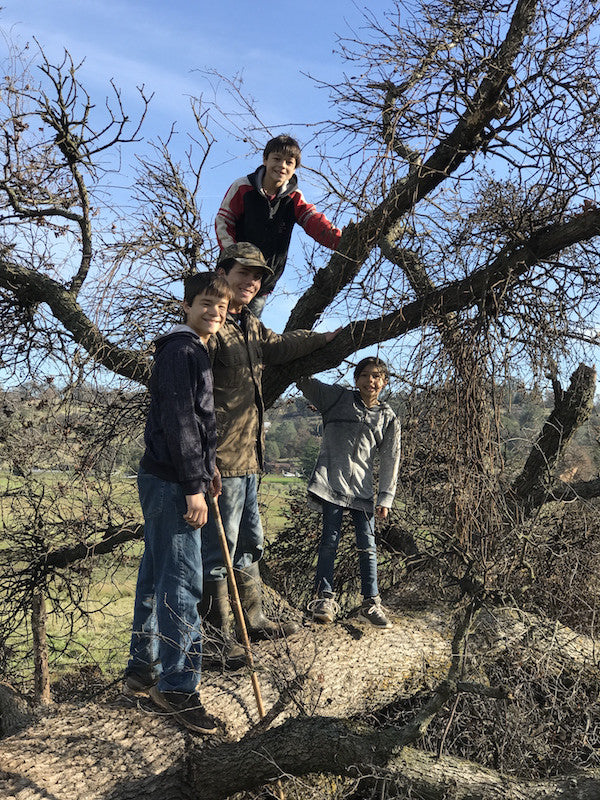 How to Fell A Tree – Family Friendly Farms