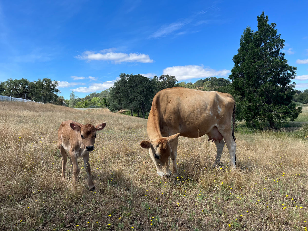 Baby Buttercup – Family Friendly Farms