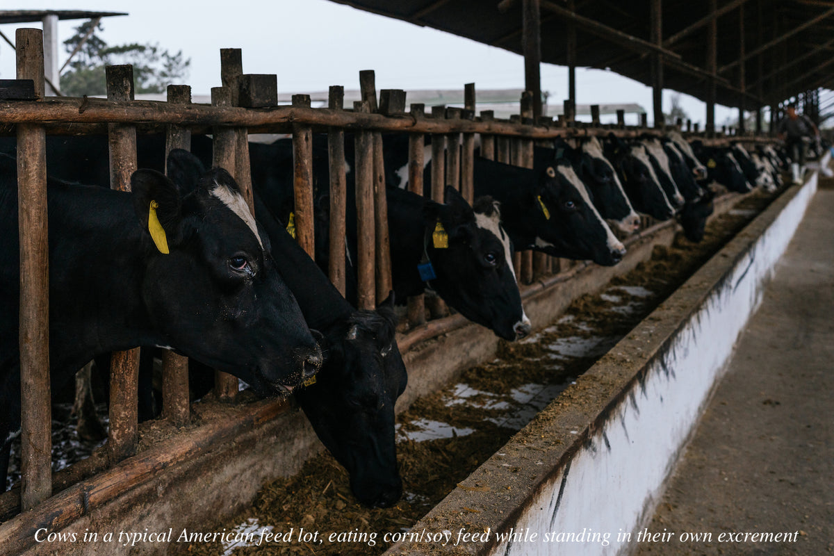 Why is Corn and Soy Bad for Animals? – Family Friendly Farms