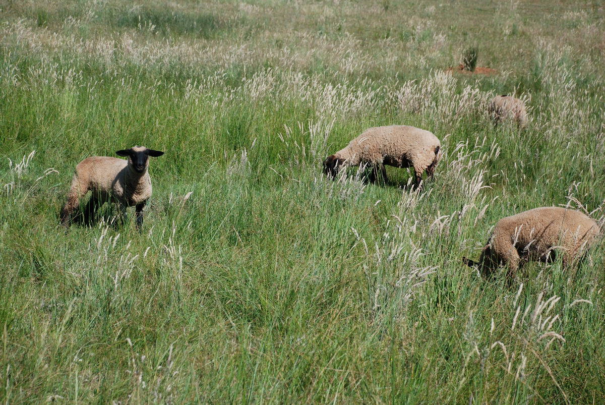 Meadow-Grass Lamb – Family Friendly Farms