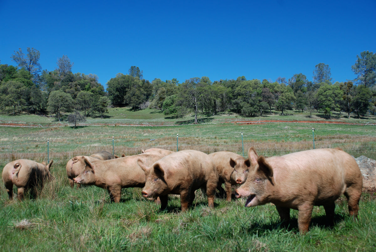 Pasture-Raised Pork – Family Friendly Farms